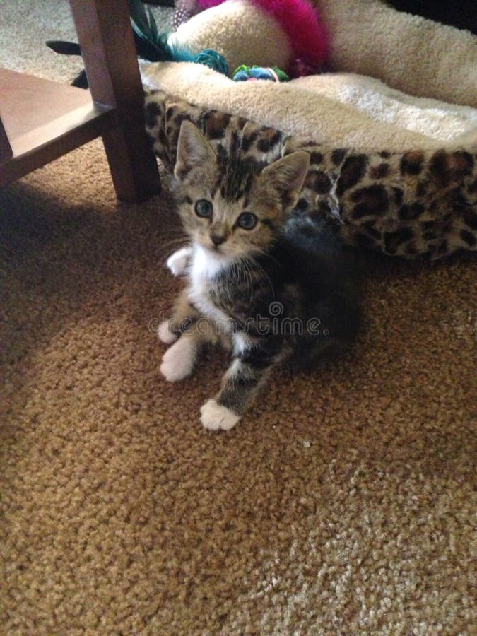 Itty bitty kitty stock photo. Image of adorable, kitten - 42665982