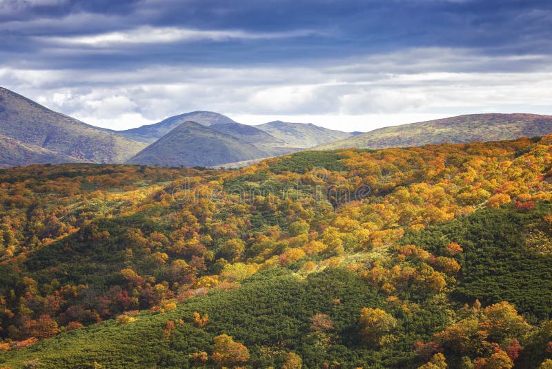 Iturup, Autumn Forest. Kurile Islands Stock Photo - Image of rocks ...
