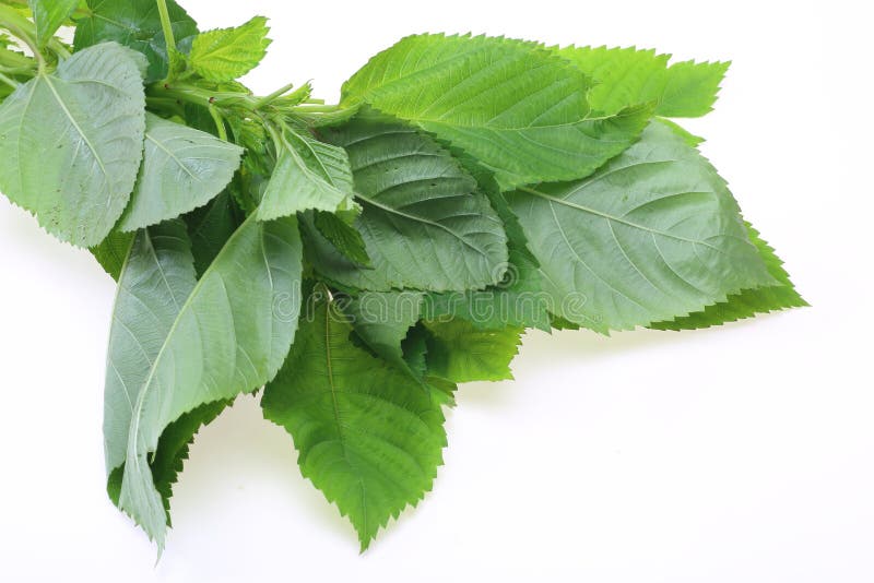 Iuta di Nalta fotografia stock. Immagine di verdure, ingrediente - 44406974