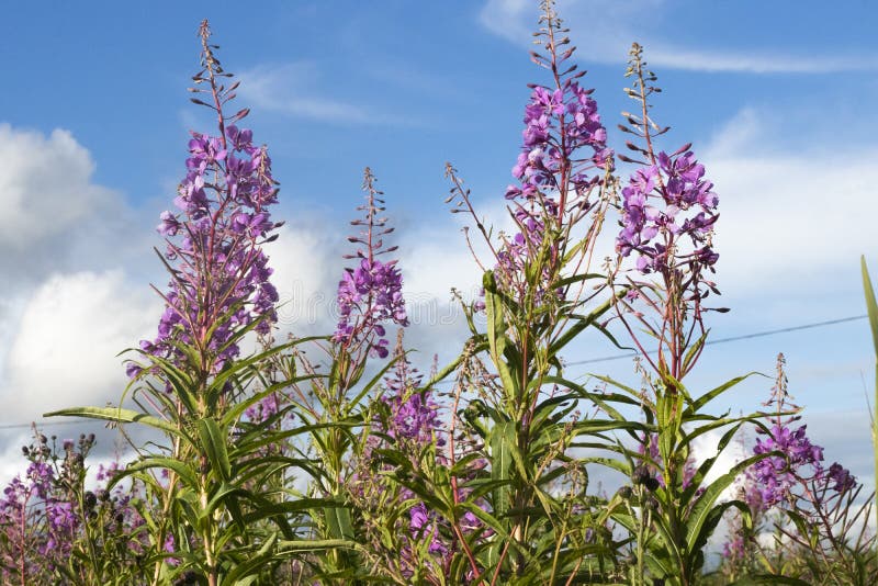 Stepan Orlov (Orlovstepan) - Portfolio