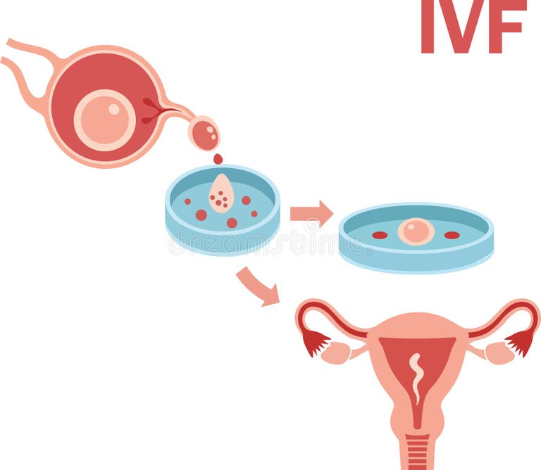 Cell Ivf Dna Stock Illustrations – 574 Cell Ivf Dna Stock Illustrations ...