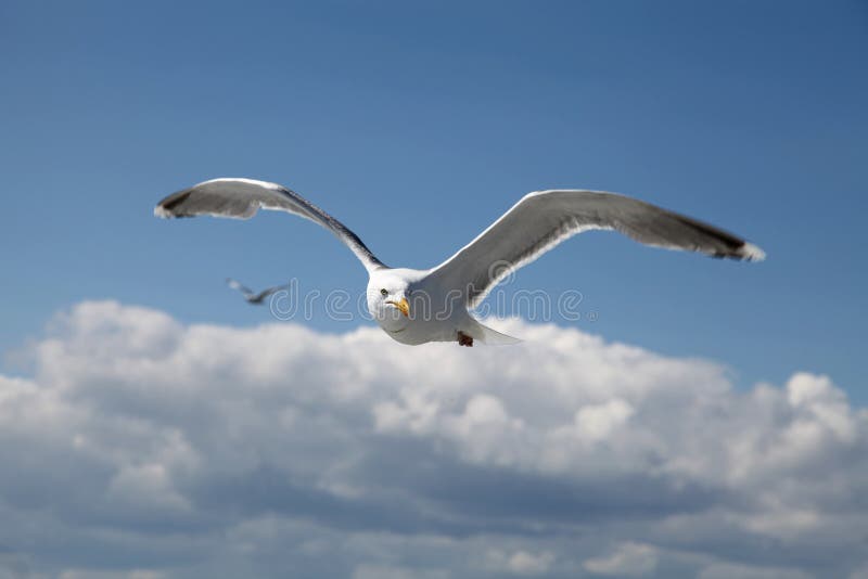 Ivoormeeuw stock foto. Image of hemel, vlucht, vogels - 44951696