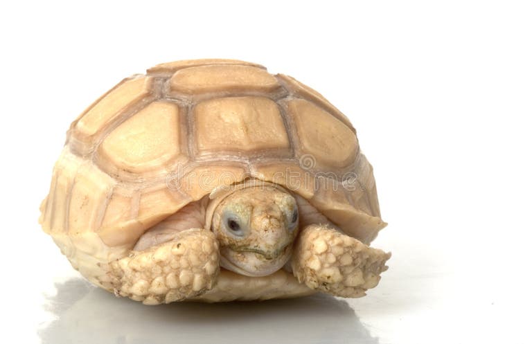 Ivory African Spurred Tortoise Stock Photo - Image of turtle, longevity ...