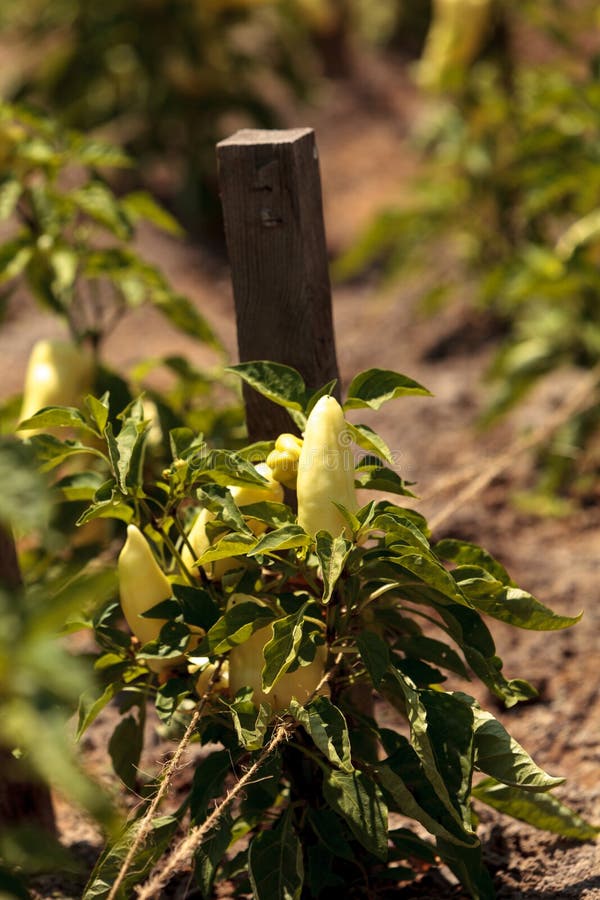 Ivory Bell Pepper Grows in a Vegetable Garden Stock Photo - Image of ...