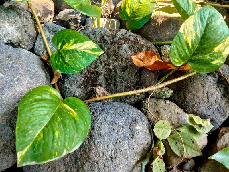 Ivory Betel Plant that Grows Abundantly in the Wild Stock Image - Image ...