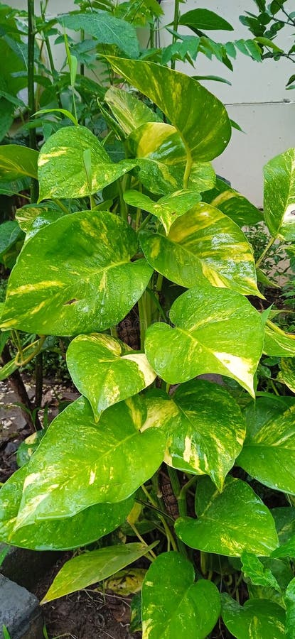 Ivory betel plant stock image. Image of treating, office - 304053767 Ivory betel plant stock image. Image of treating, office - 304053767