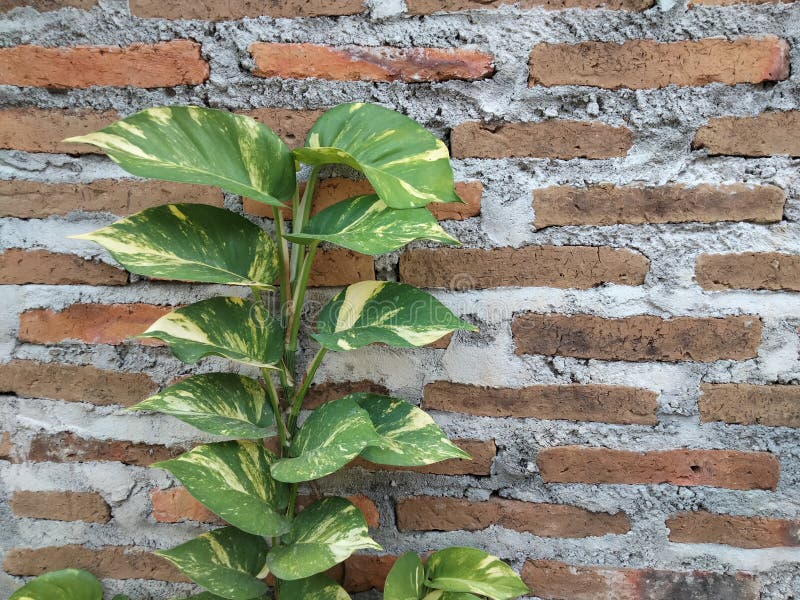 Ivory Betel Plant with a Wall Background Stock Photo - Image of shrub ... Ivory Betel Plant with a Wall Background Stock Photo - Image of shrub ...