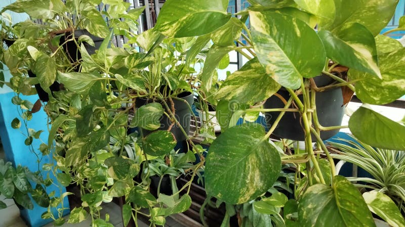 Ivory Betel Plants that Grow Well Stock Image - Image of green, fruit ...