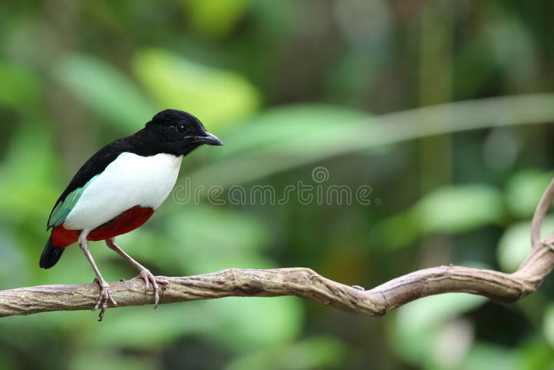 Ivory-breasted Pitta in Halmahera Island, Indonesia Stock Image - Image ...