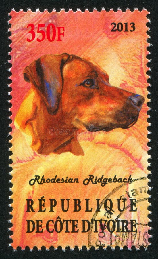 Rhodesian Ridgeback editorial photo. Image of breed - 141028211