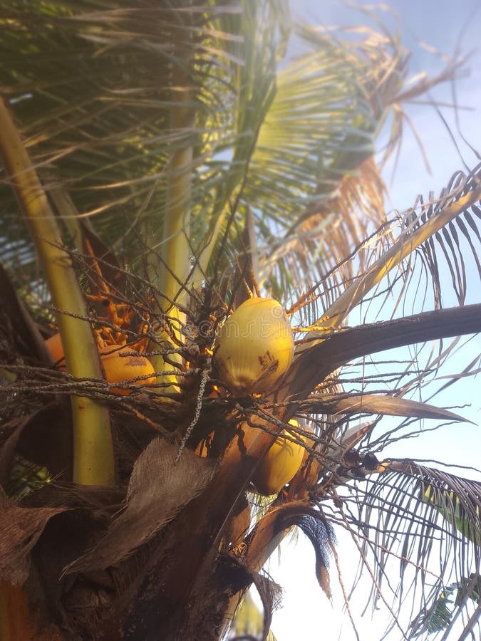 Ivory Coconut Tree with Ripe Yellow Fruit Stock Photo - Image of yellow ...