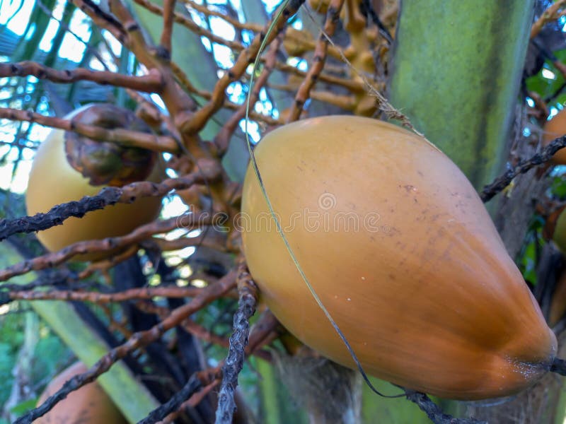 The Ivory Coconut Fruit that is Still on the Tree. Stock Photo - Image ...
