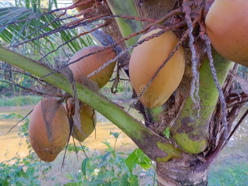 Ivory Coconut Tree with Ripe Yellow Fruit Stock Photo - Image of yellow ...
