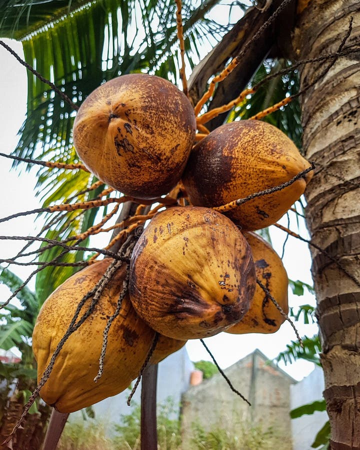 130 Ivory Coconut Tree Stock Photos - Free & Royalty-Free Stock Photos ...