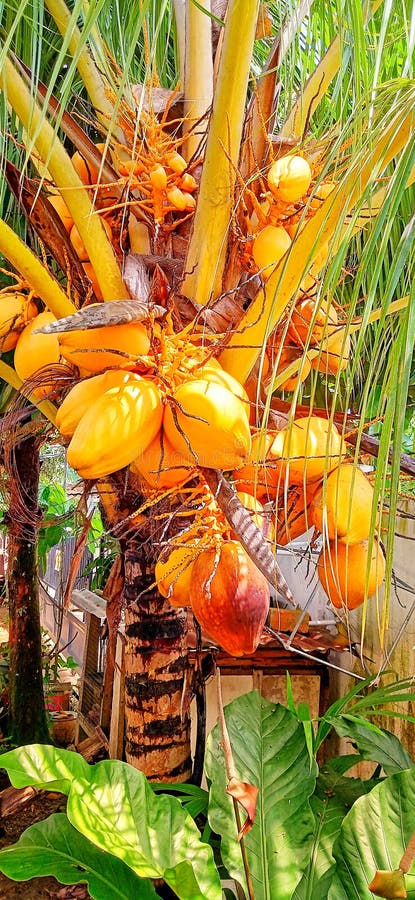Ivory Coconut Tree with Ripe Yellow Fruit Stock Photo - Image of yellow ...