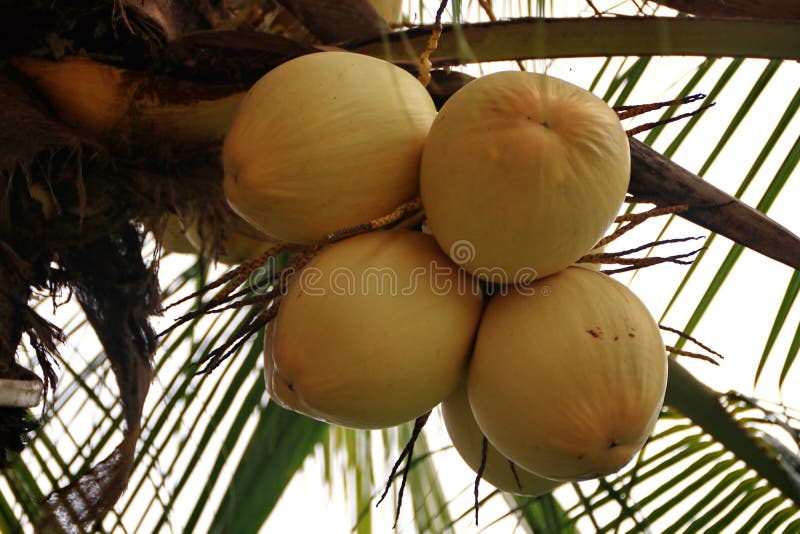 Ivory Coconut Tree with Ripe Yellow Fruit Stock Photo - Image of yellow ...