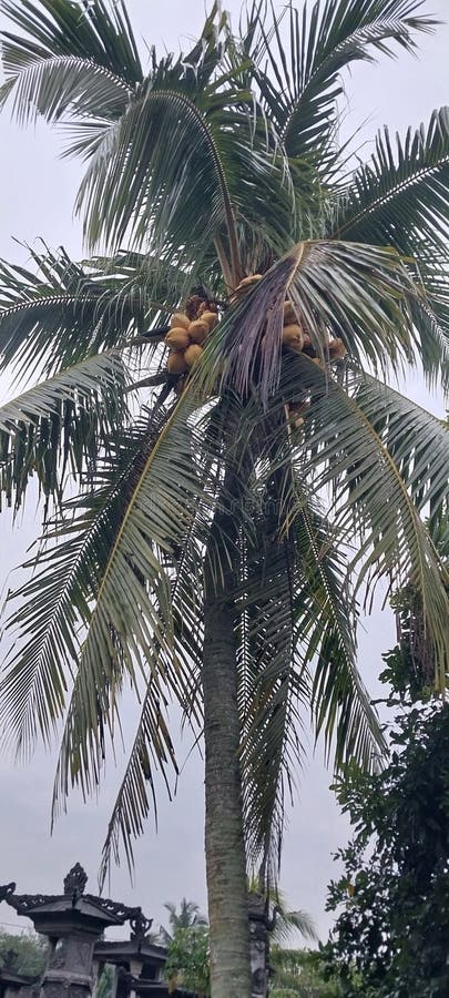 Ivory Coconut Tree with Ripe Yellow Fruit Stock Photo - Image of yellow ...