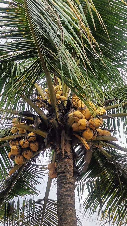 Ivory coconut tree stock image. Image of tree, coconut - 268170883