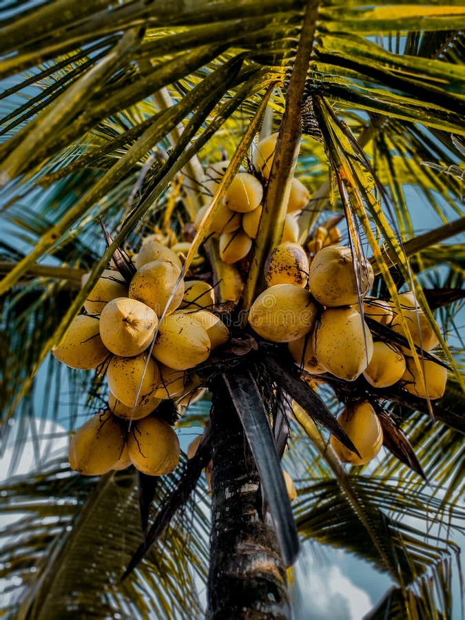 Ivory Coconut Tree that Bears Yellow Fruit Stock Photo - Image of ...