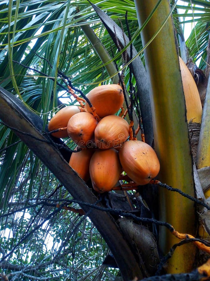 Ivory Coconut Tree with Ripe Yellow Fruit Stock Photo - Image of yellow ...
