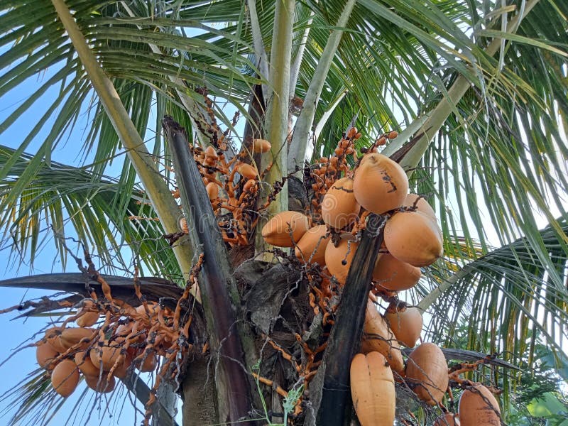 Ivory Coconut Tree with Ripe Yellow Fruit Stock Photo - Image of yellow ...