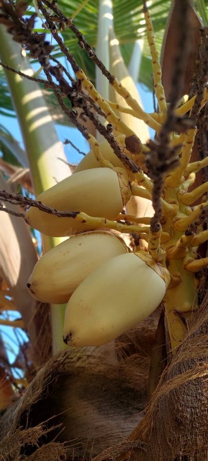 Ivory Coconuts are Still Very Young Stock Photo - Image of tree, young ...
