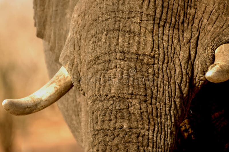 Ivory in Elephant stock image. Image of wallpaper, kenia - 83778483