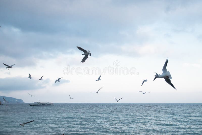 Ivory Gulls Fly Over the Sea Coast Stock Image - Image of shore ...