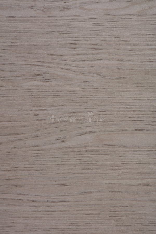 Ivory Oak Veneer Background, Texture in Grey Color for Interior Work ...