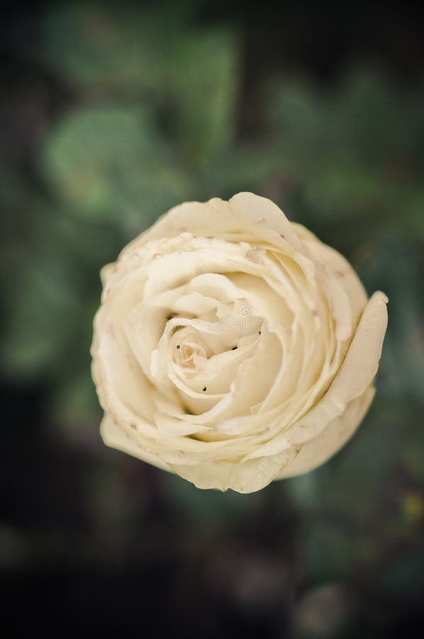 Ivory Rose Vintage style stock image. Image of decoration - 31202509