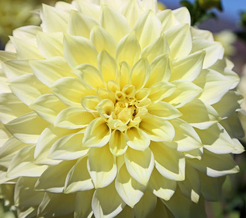 Ivory white dahlia stock photo. Image of close, yellow - 95055318