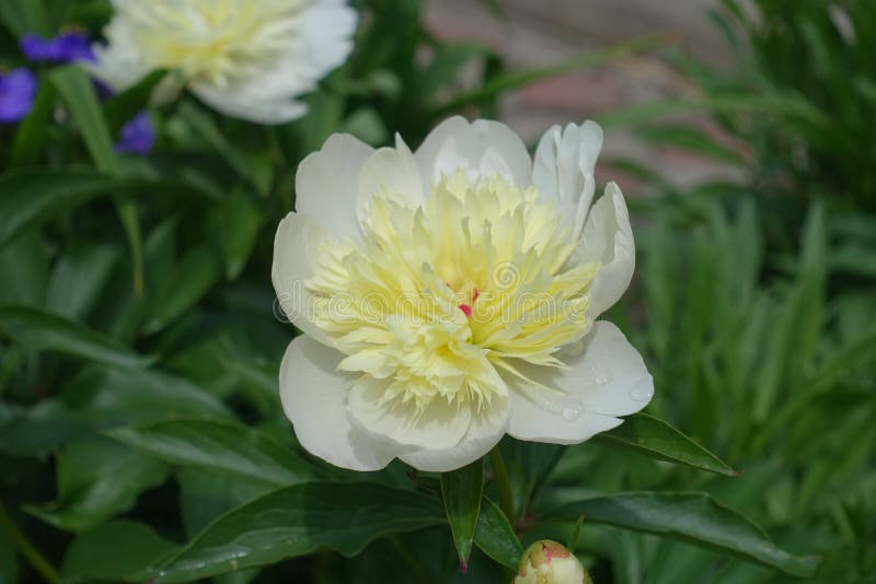 Ivory White Flower of Peony in Spring Stock Photo - Image of ...