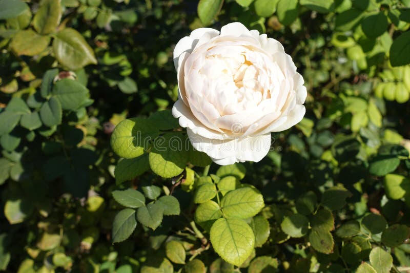 1 Ivory White Flower of Rose in September Stock Image - Image of nature ...