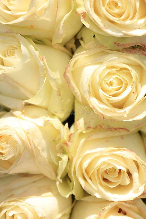 Ivory white roses stock photo. Image of flowers, ivory - 155464378