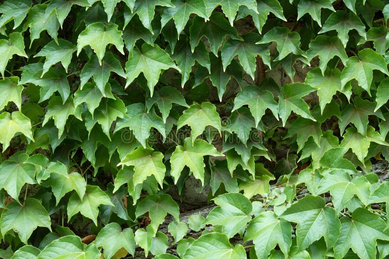 Ivy stock image. Image of vegetation, creep, greenery - 11298305