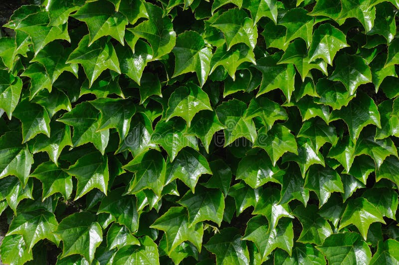 Ivy stock photo. Image of nature, climbing, pattern, structure - 14867922