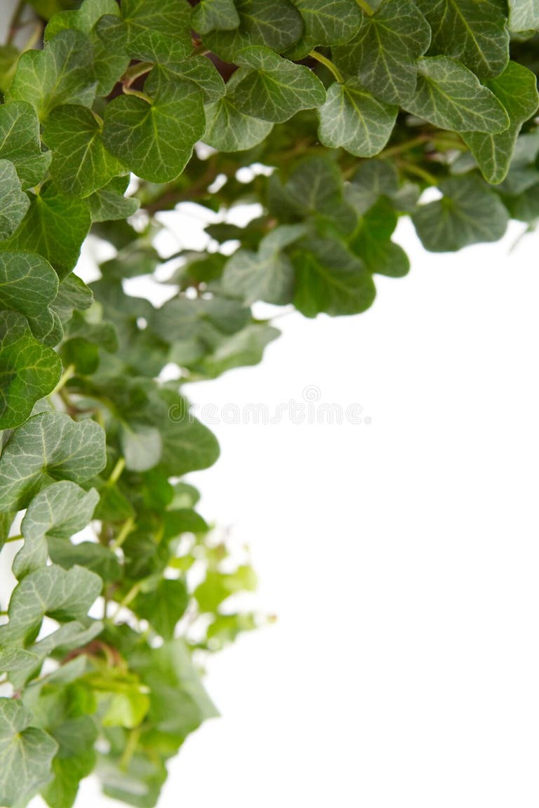 108 Ivy Borders Stock Photos - Free & Royalty-Free Stock Photos from ...