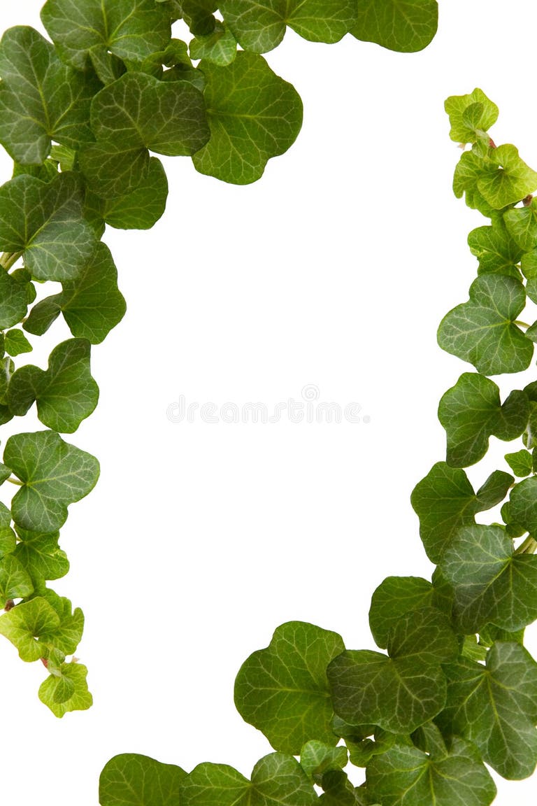 114 Ivy Borders Stock Photos - Free & Royalty-Free Stock Photos from ...