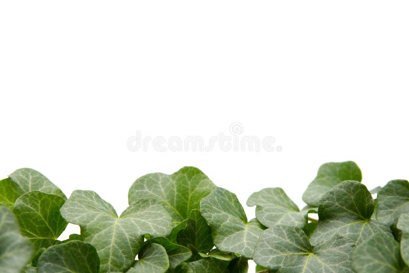 Natural Ivy Border stock image. Image of plant, botanical - 5658567