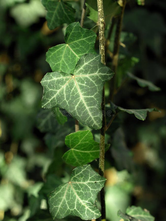 Ivy stock photo. Image of natural, green, evergreen, plant - 7554518