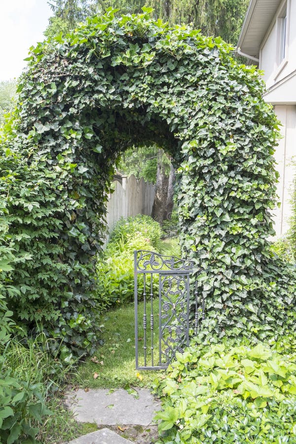 Ivy Arch Doorway stock image. Image of summer, plants - 31837035