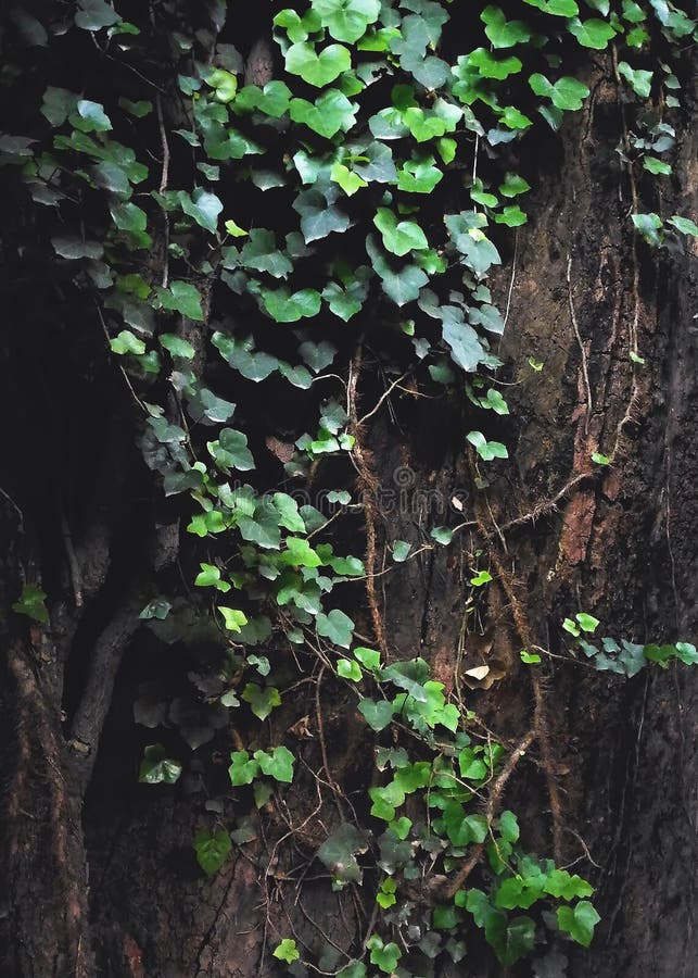 Ivy around the tree stock photo. Image of dark, botany - 88662728