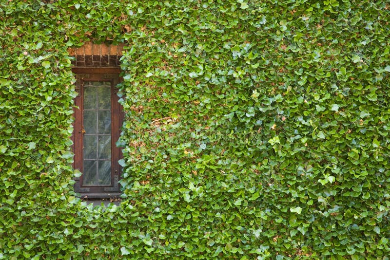 Ivy around window stock photo. Image of exterior, closeup - 6251122