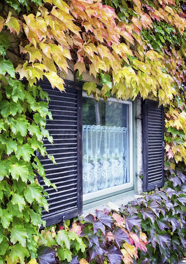Ivy in autumn stock image. Image of building, fall, idyllic - 34256815