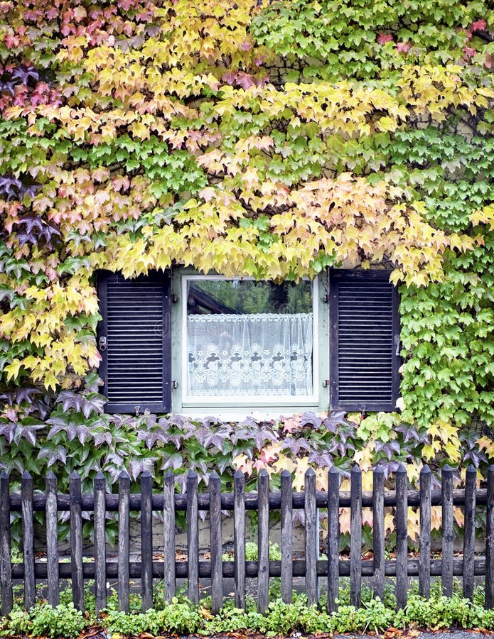 Ivy in autumn stock photo. Image of architecture, front - 35128648