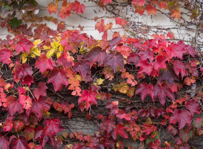 Ivy that Autumn Leaves in the Fal Stock Photo - Image of backdrop ...