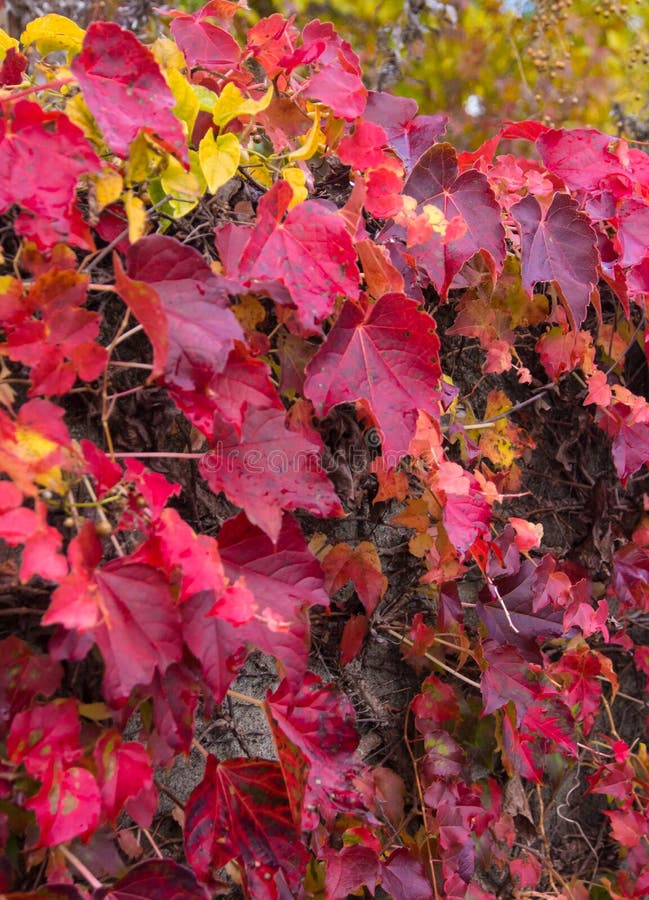 Ivy that Autumn Leaves in the Fall Stock Photo - Image of plant ...
