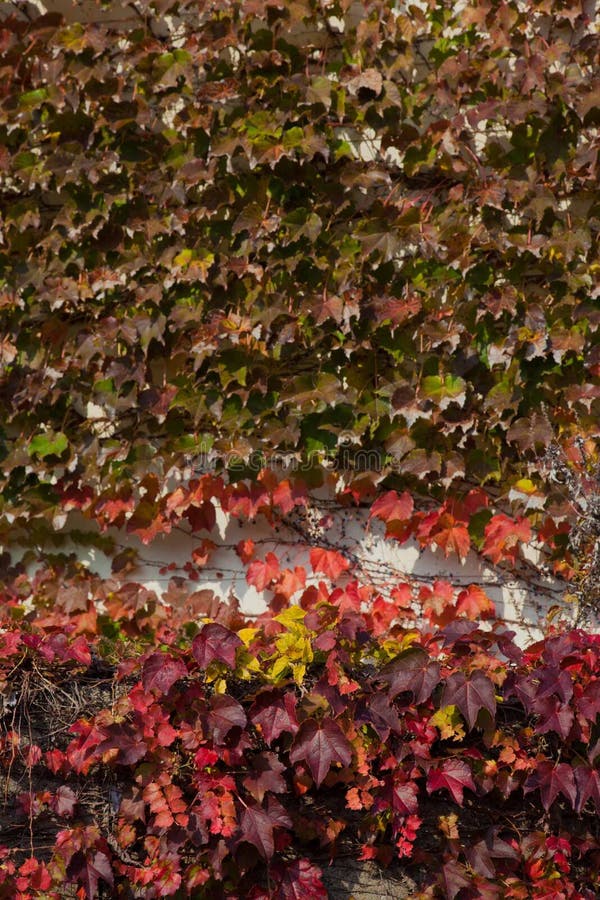 Ivy that Autumn Leaves in the Fall Stock Photo - Image of natural ...