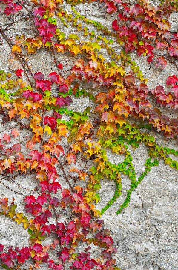 Ivy in autumn stock image. Image of grow, flora, color - 50303543