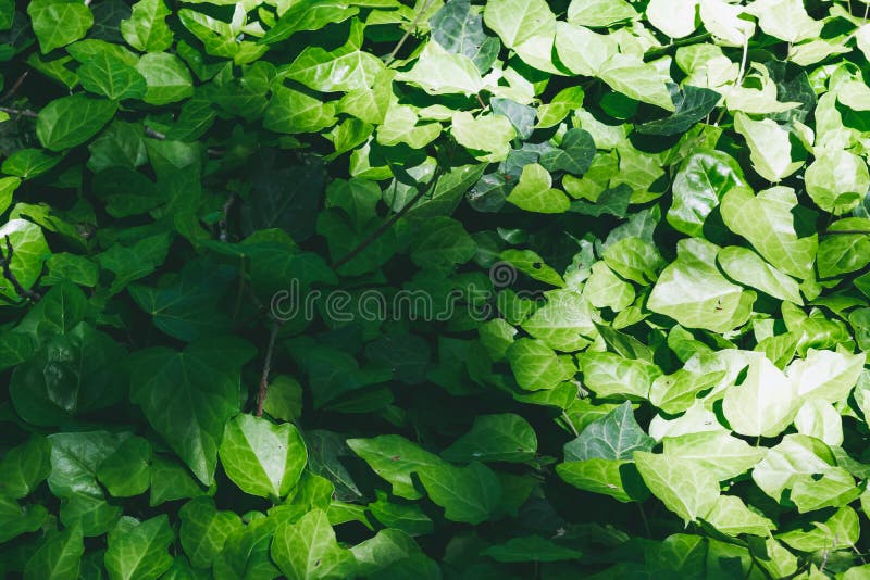 Green Thickets of Ivy. Natural Background with Leaves Stock Photo ...